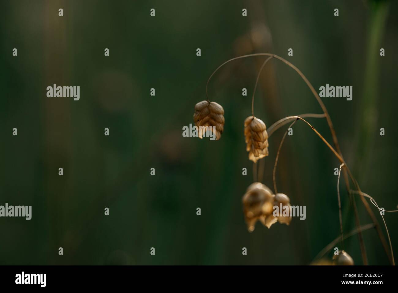 Macro shot of a dried quaking grass plant on a green blurred background ...
