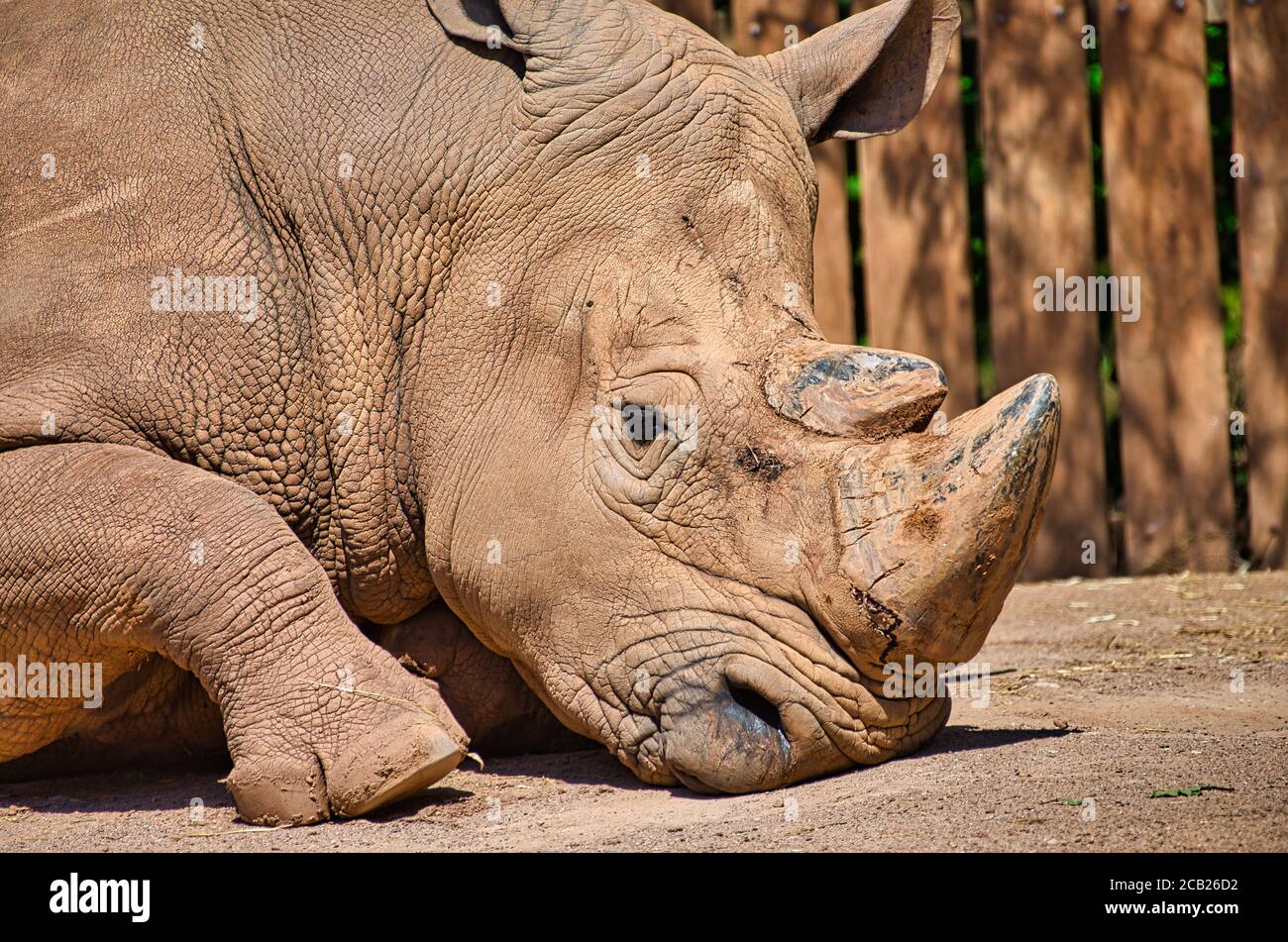 Rhinoceros resting in the sun Stock Photo - Alamy