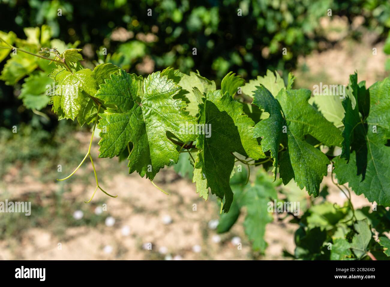Vitis vinifera harvesting hi-res stock photography and images - Alamy