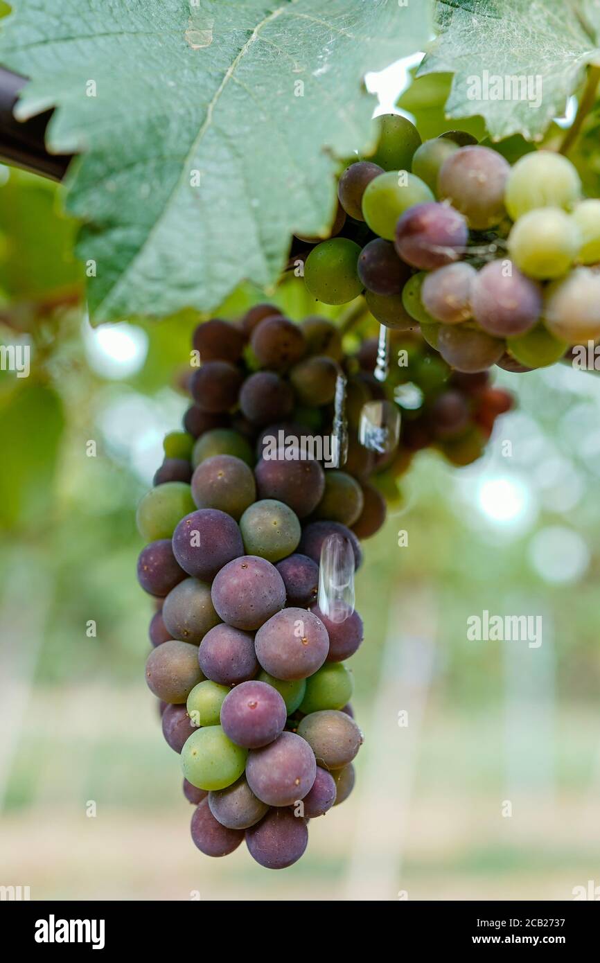 Drip irrigation system in a vineyard hi-res stock photography and ...