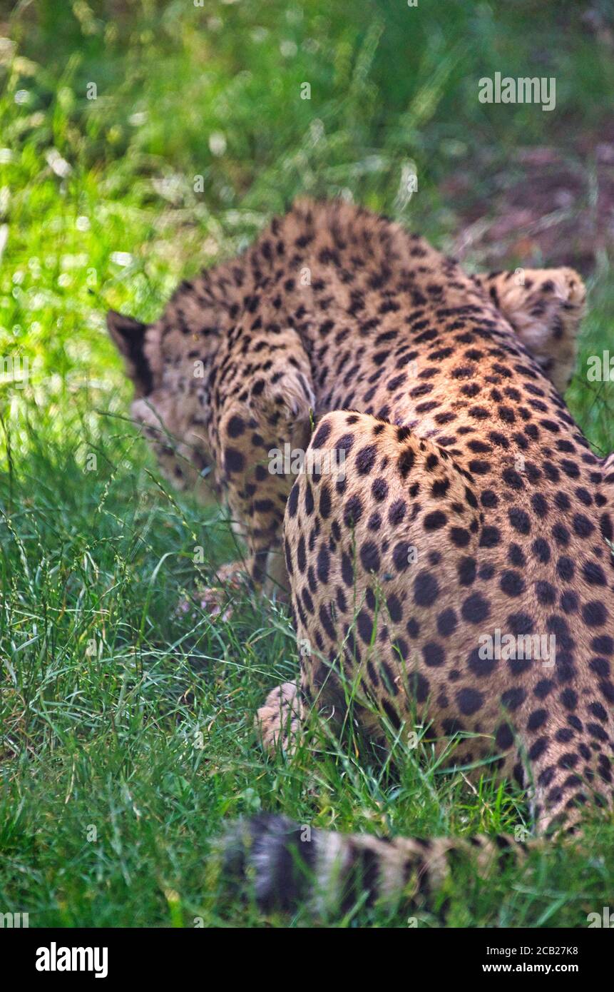 Leopard eating from a goat Stock Photo - Alamy