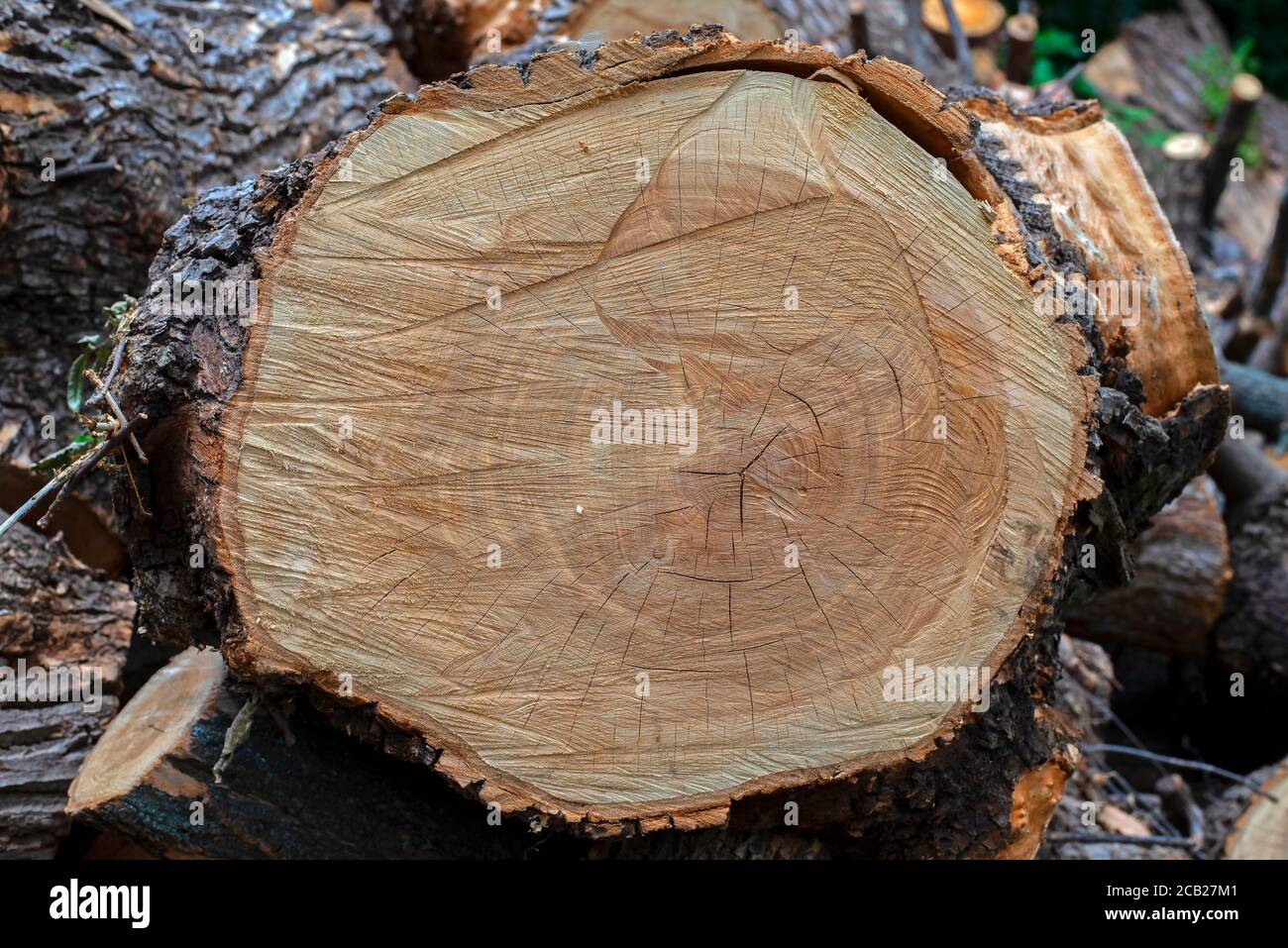 stumps and cuts of forest trees Stock Photo - Alamy
