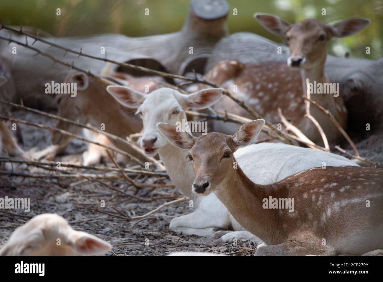 Group of female fallow deer resting under a tree on alert Stock Photo ...
