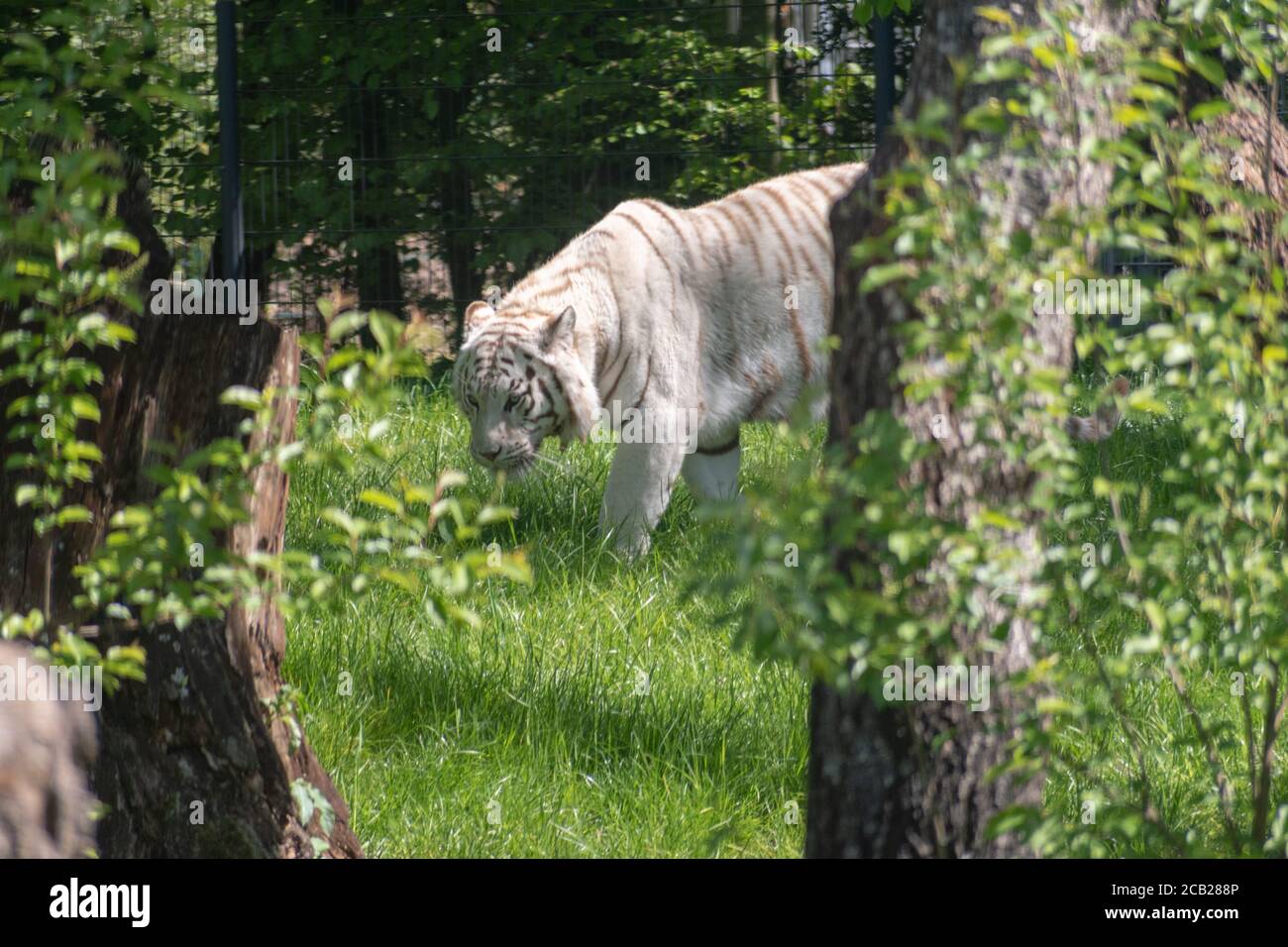 Bad tiger cub hi-res stock photography and images - Alamy