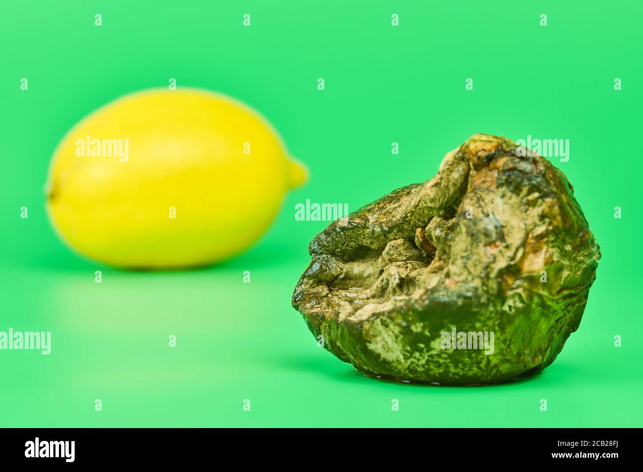 Rotten lemon and fresh lemon compare, green background. Mold putrefied ...