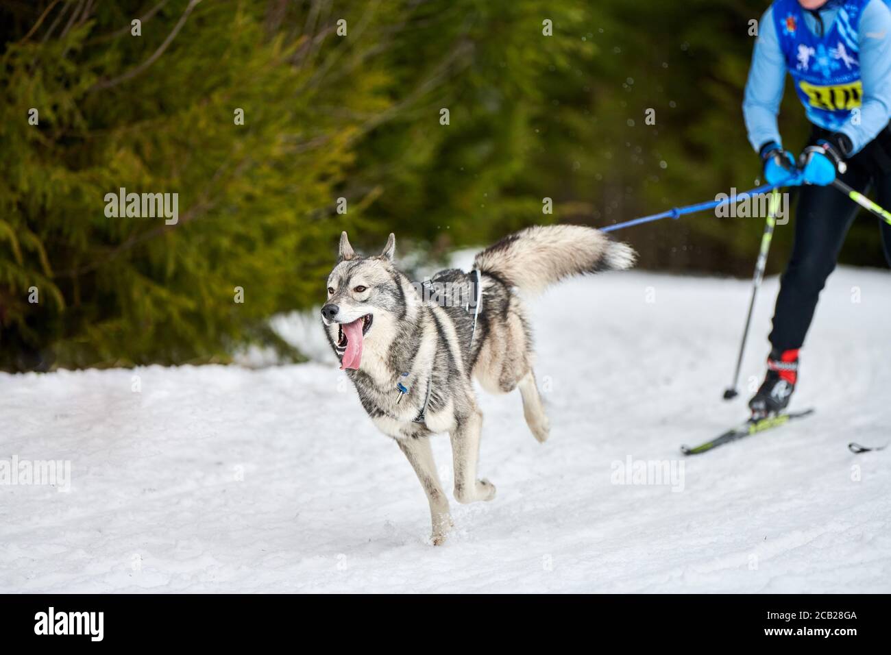 Skijoring dog racing. Winter dog sport competition. Siberian husky dog ...