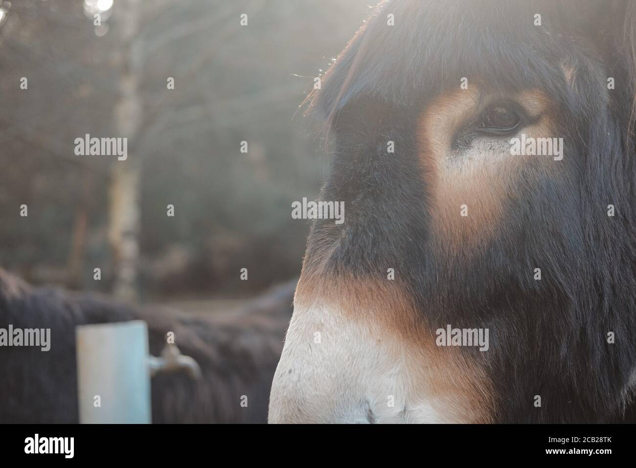 Closeup shot of a donkey face in farmland Stock Photo - Alamy