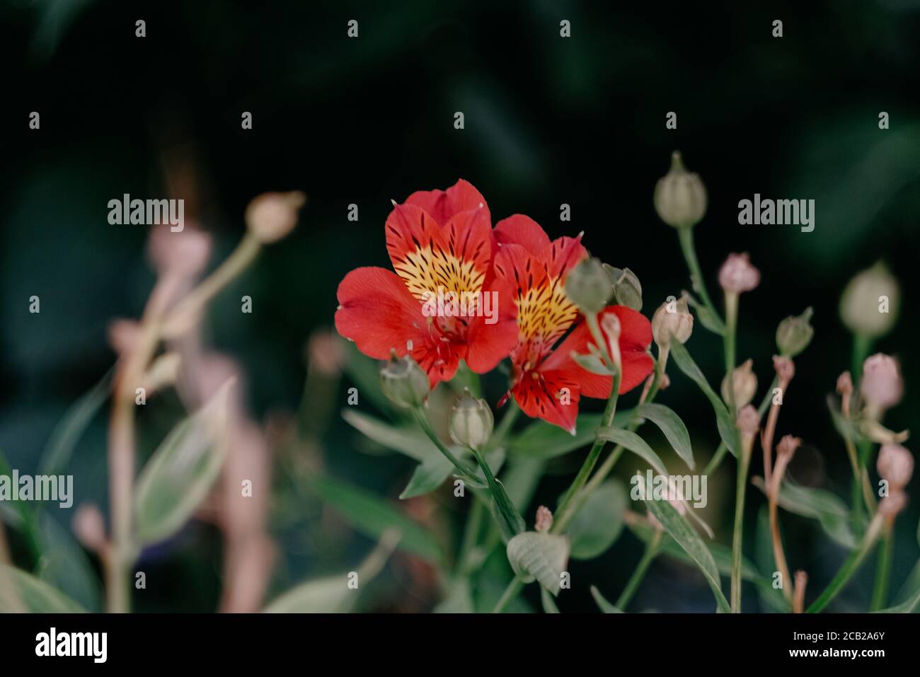 Selective shot of a red peruvian lily on blurred background Stock Photo ...