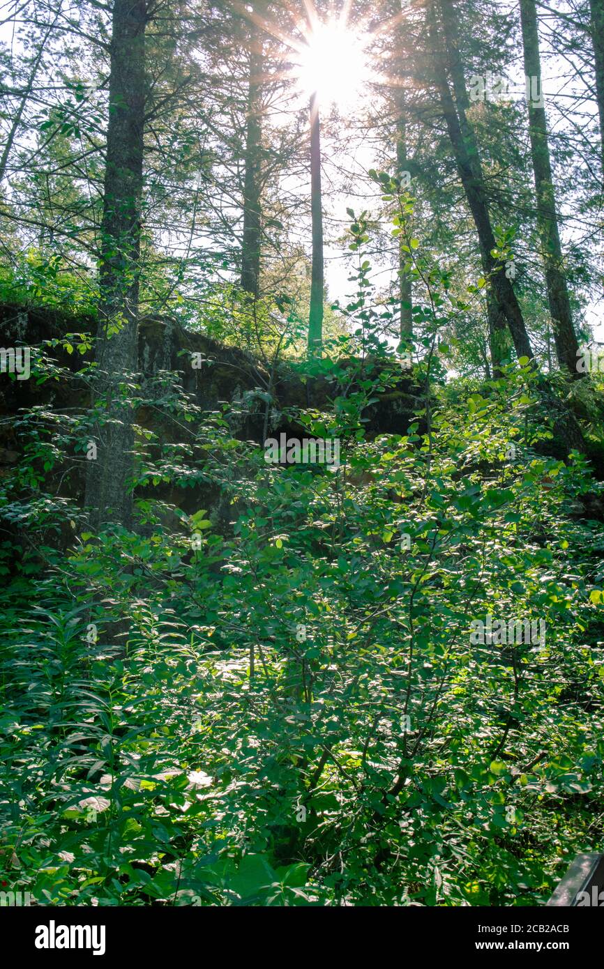 Vertical shot of foliage trees in a forest on background of the shining ...