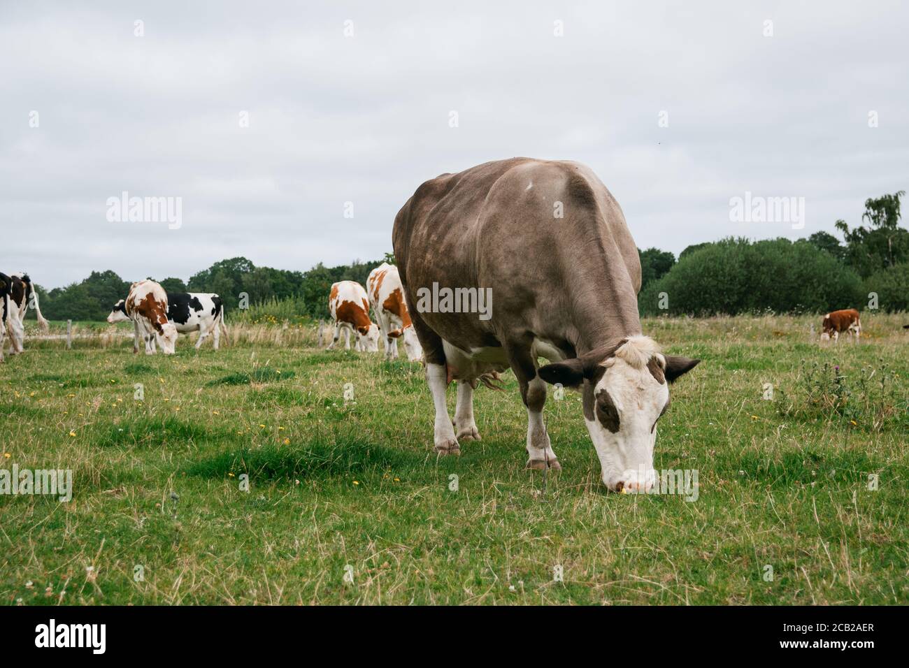 A herd of Danish cows grazing on a pasture Stock Photo - Alamy