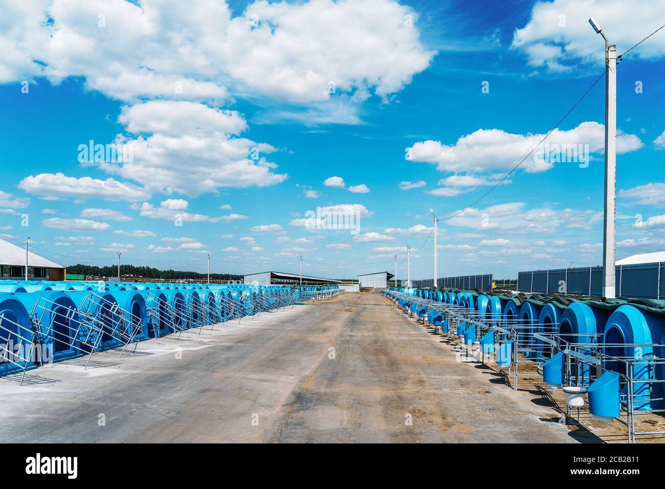 Calf-boxes in dairy farm. Growing young dairy calves Stock Photo - Alamy