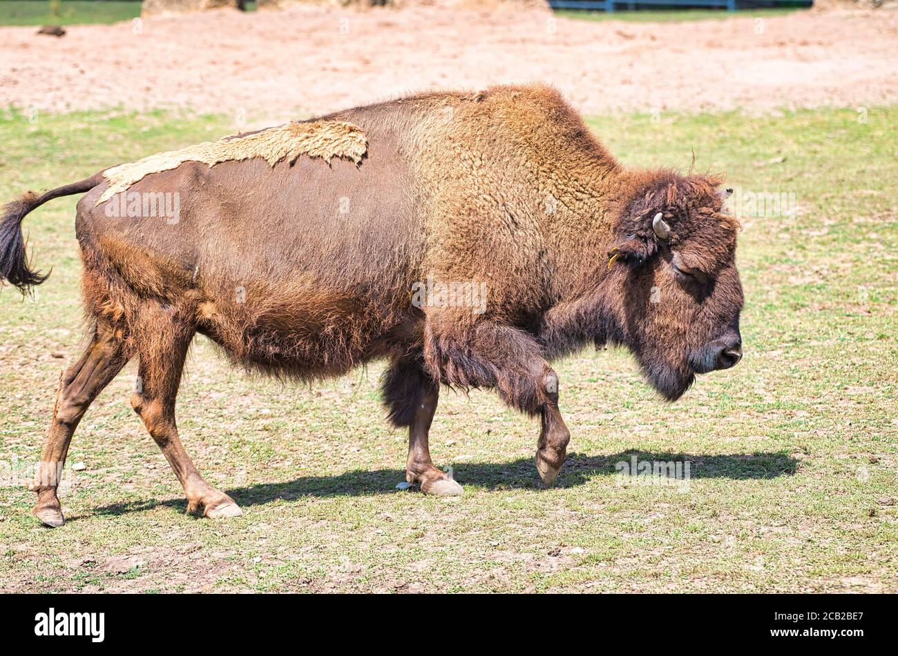Bison gets summer fur and walks through the savannah Stock Photo - Alamy
