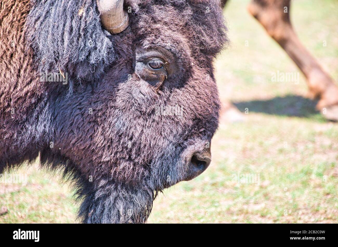 Portrait of a bison bull Stock Photo - Alamy