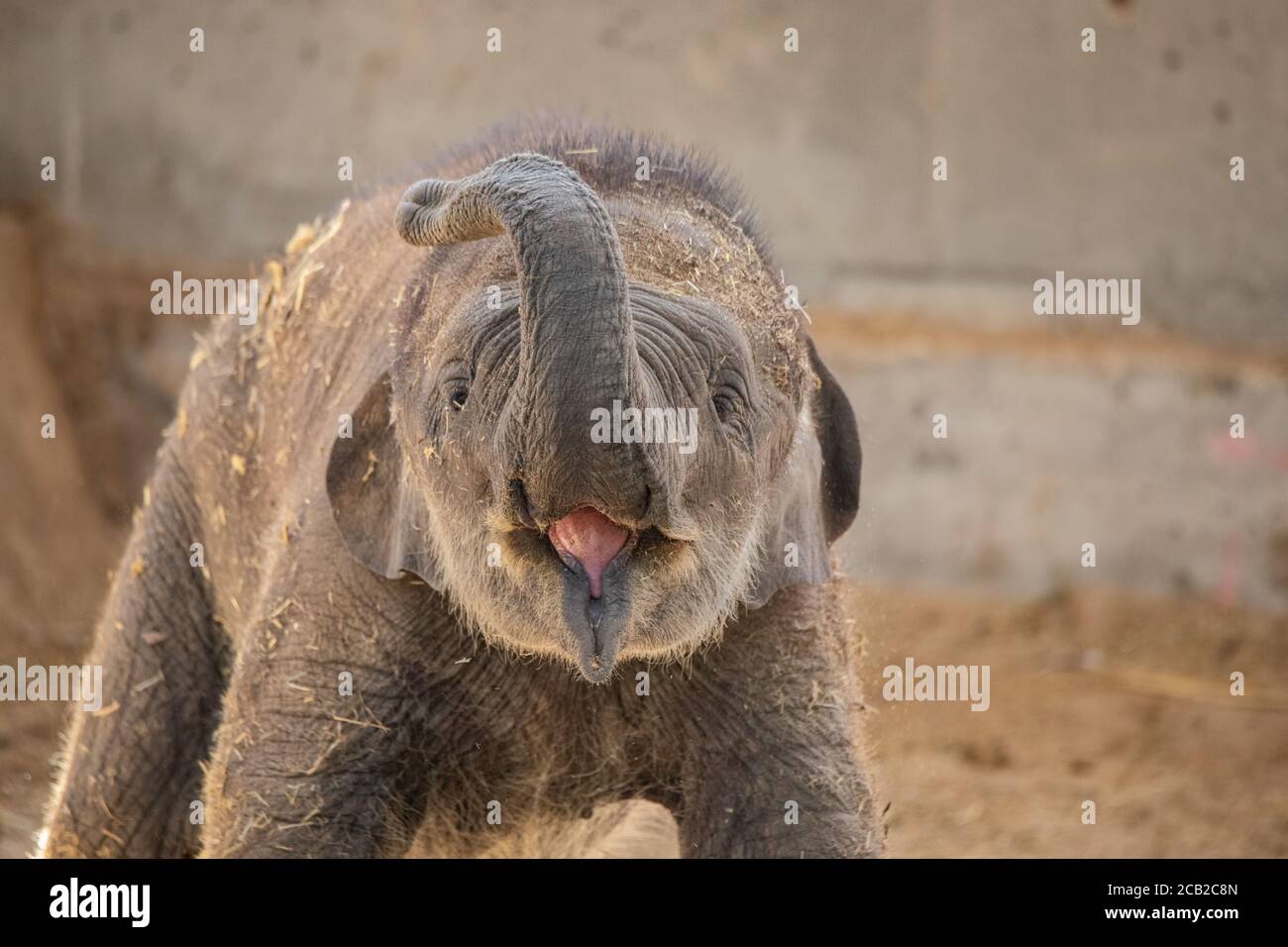Asian elephant calf hi-res stock photography and images - Alamy