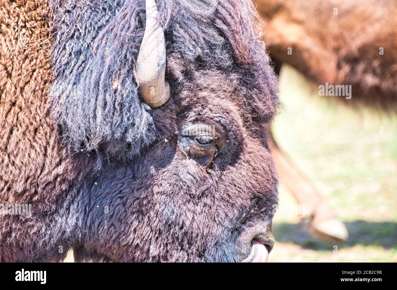 Portrait of a bison bull Stock Photo - Alamy