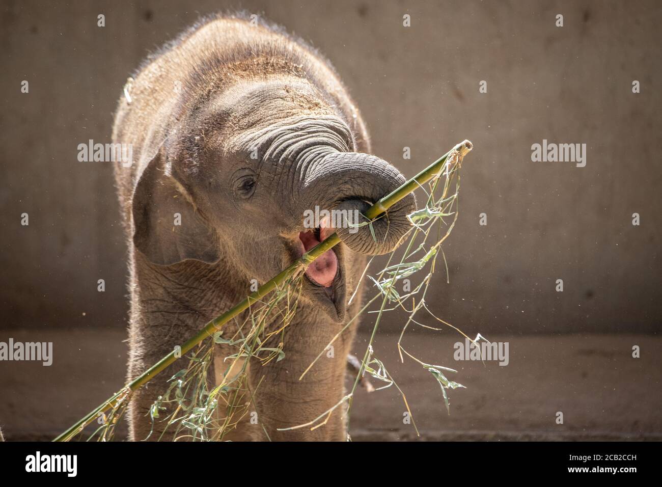 Baby elephant cute trunk funny hi-res stock photography and images - Alamy