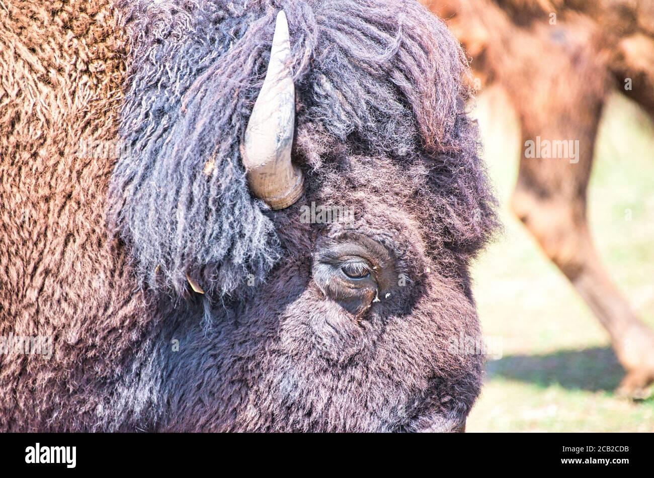Portrait of a bison bull Stock Photo - Alamy