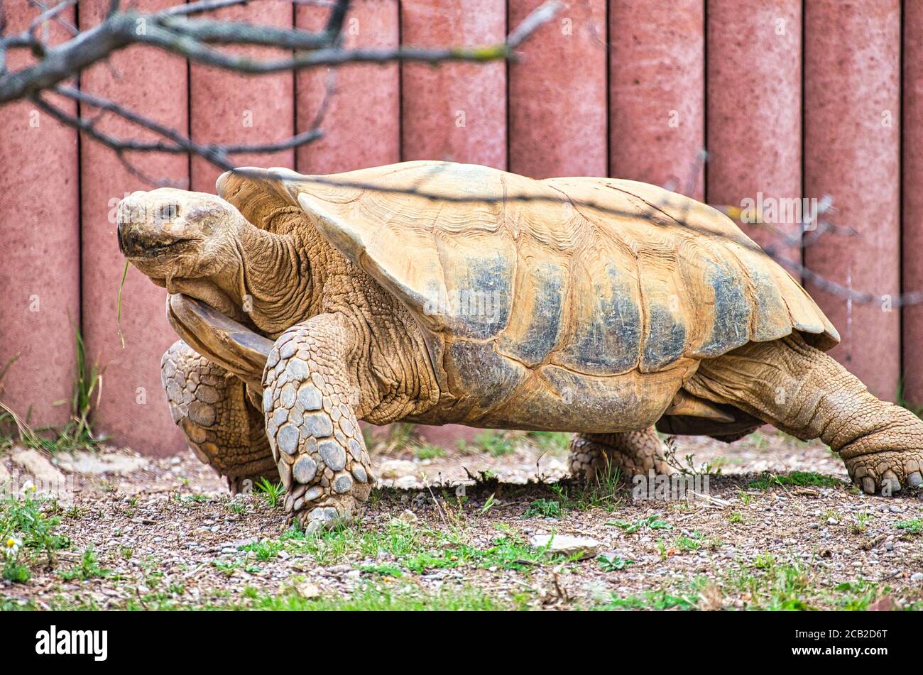 Tortoise territory hi-res stock photography and images - Alamy