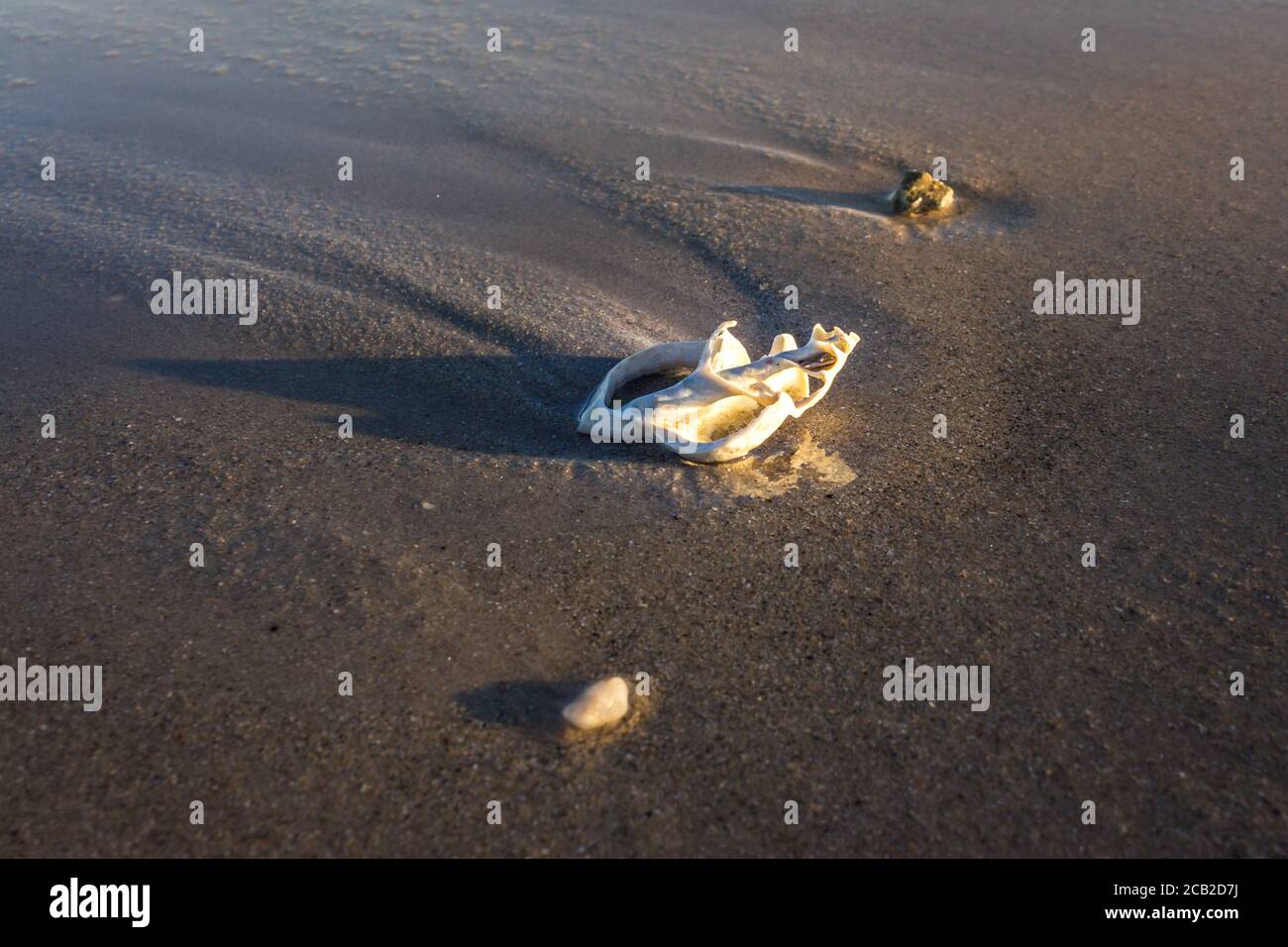Sea Shell on the beach, Nosy Komba, Madagascar Stock Photo - Alamy