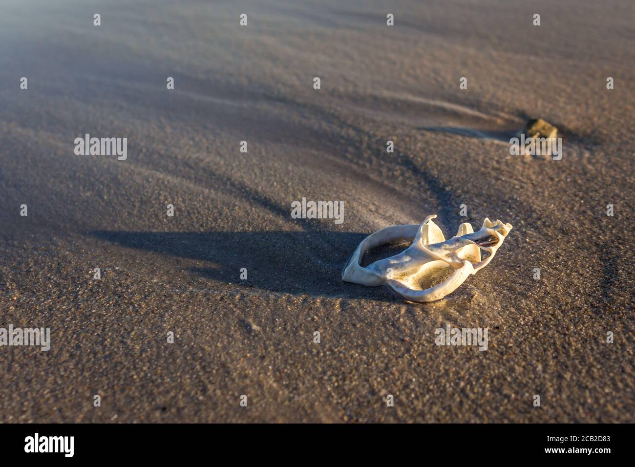 Sea Shell on the beach, Nosy Komba, Madagascar Stock Photo - Alamy