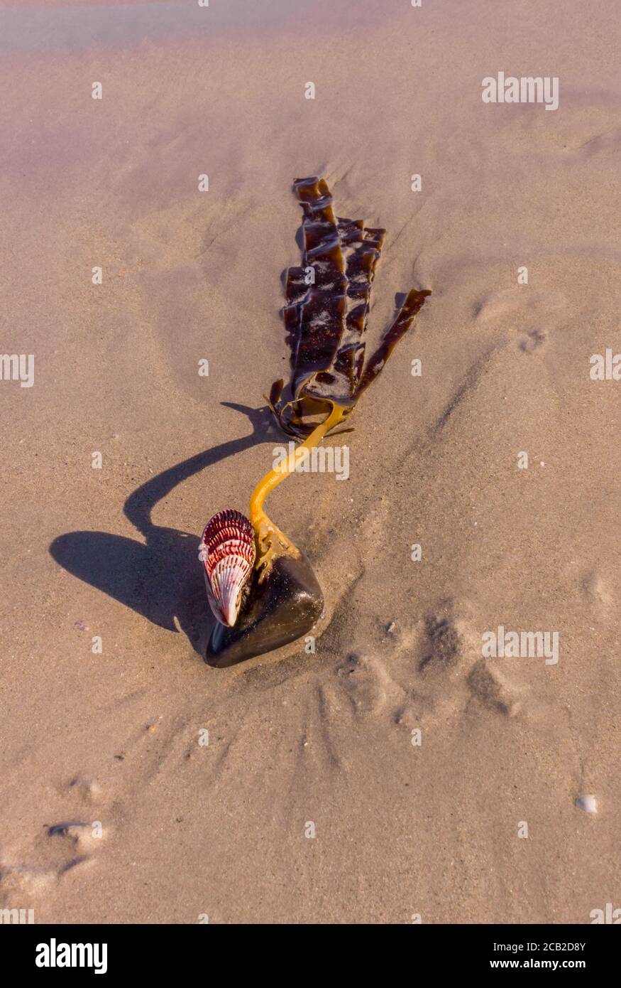 Sea Shell on the beach, Nosy Komba, Madagascar Stock Photo - Alamy