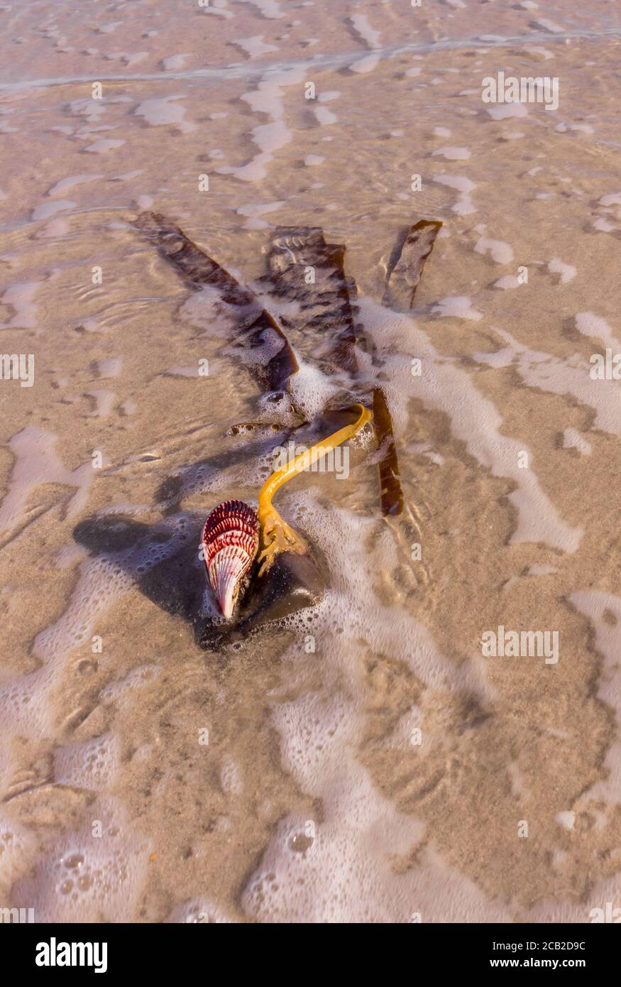 Sea Shell on the beach, Nosy Komba, Madagascar Stock Photo - Alamy