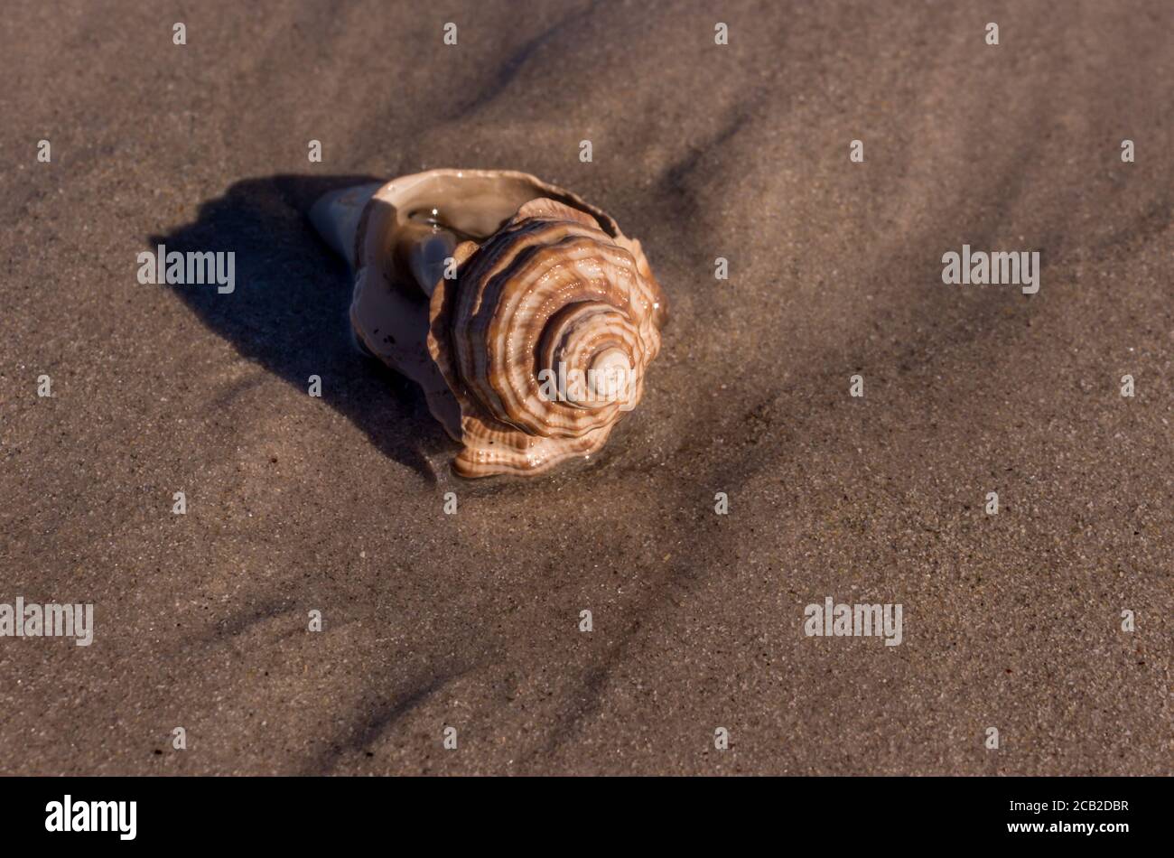 Sea Shell on the beach, Nosy Komba, Madagascar Stock Photo - Alamy