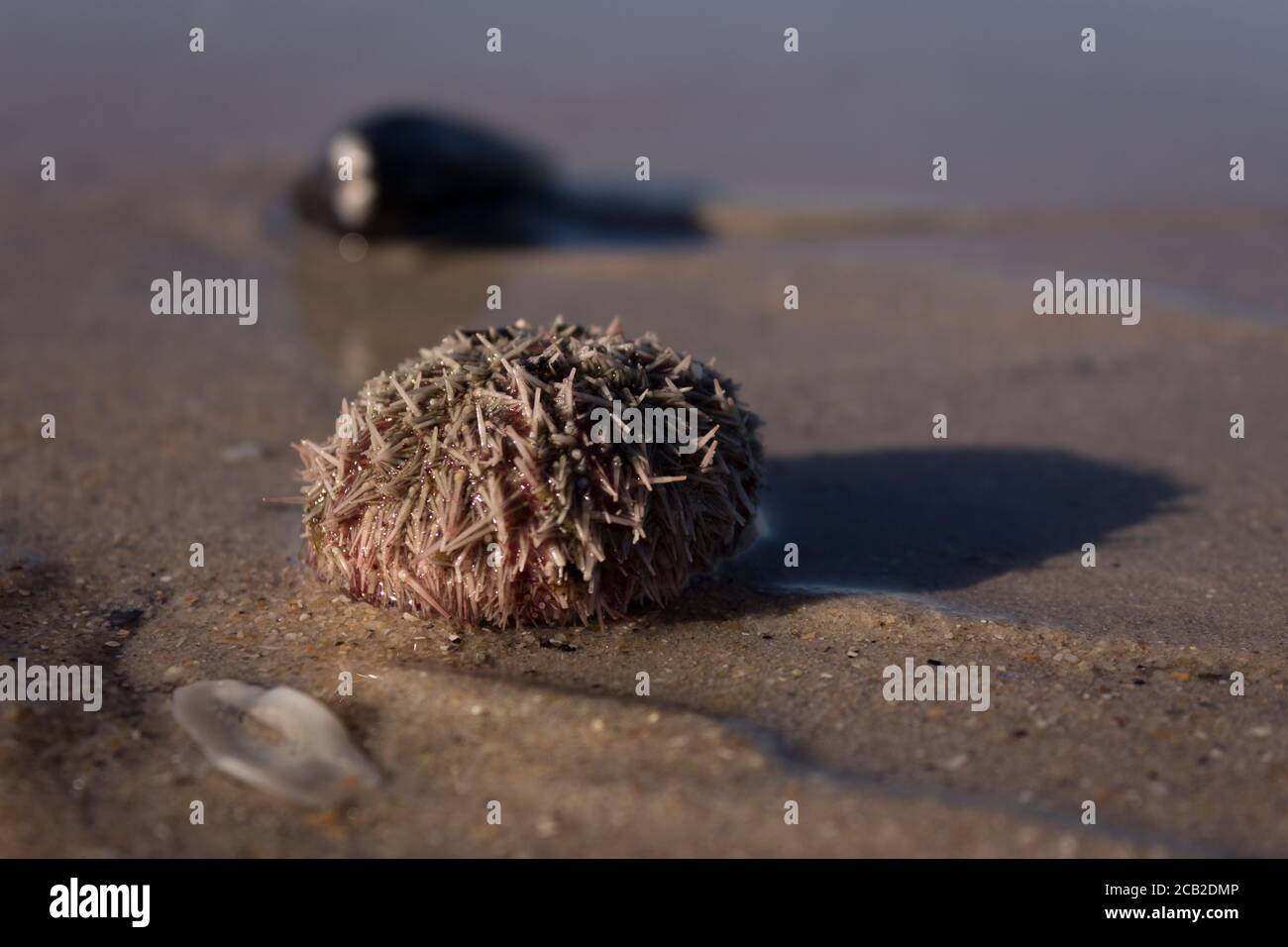 Sea urchin Shell on the beach, Nosy Komba, Madagascar Stock Photo - Alamy