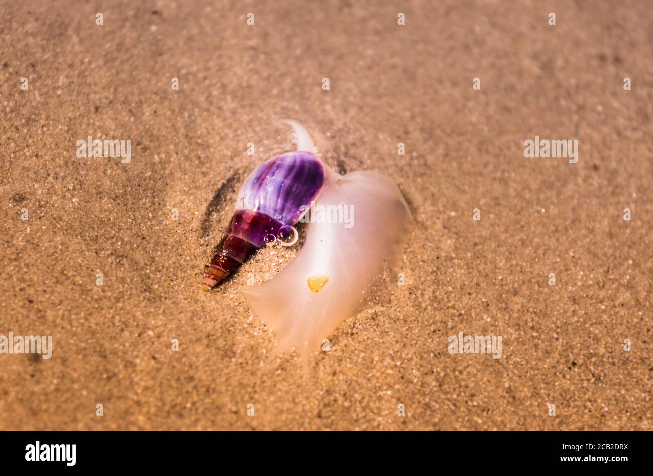 Sea Snail swimming in the shallow water on the beach, Cape Town, South ...