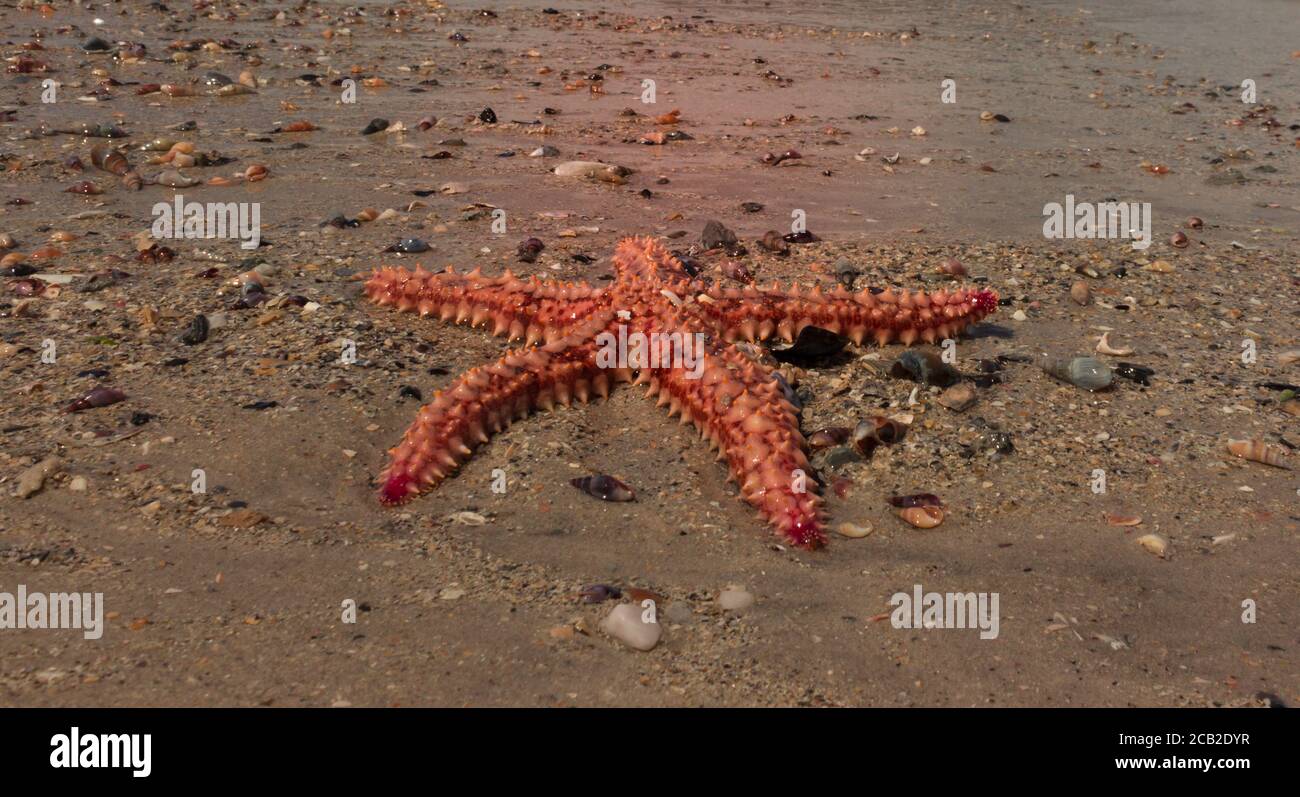 Red and orange starfish on the beach, Cape Town, South Africa Stock ...