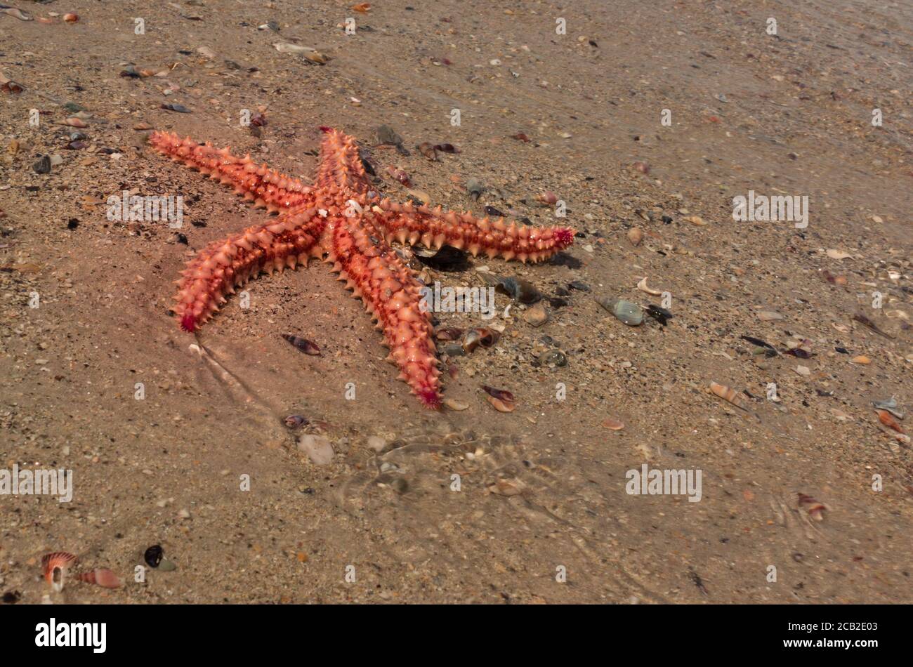 Red and orange starfish on the beach, Cape Town, South Africa Stock ...