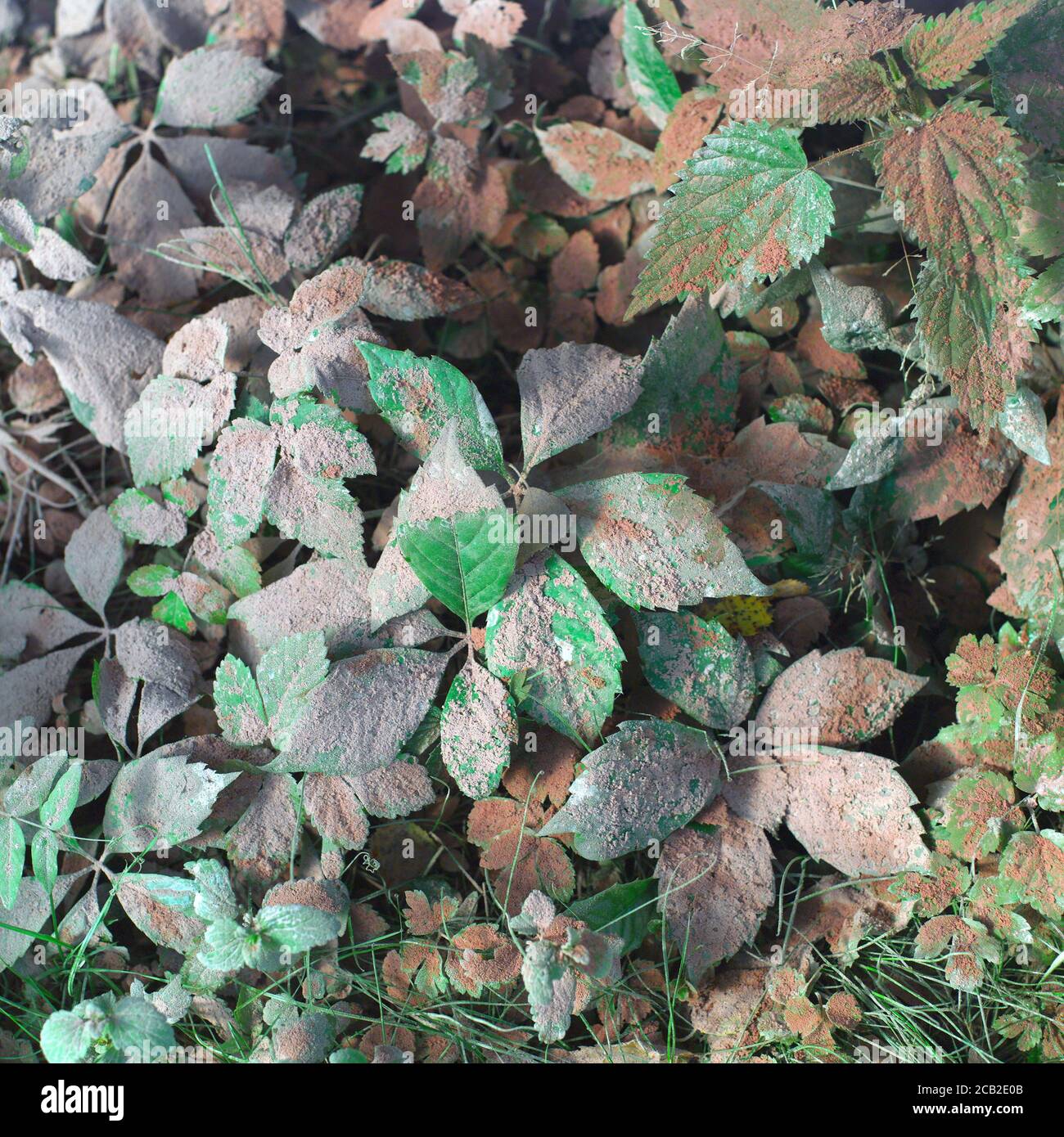 Plants covered with dust and dirt, outdoor shot, concept of environment ...