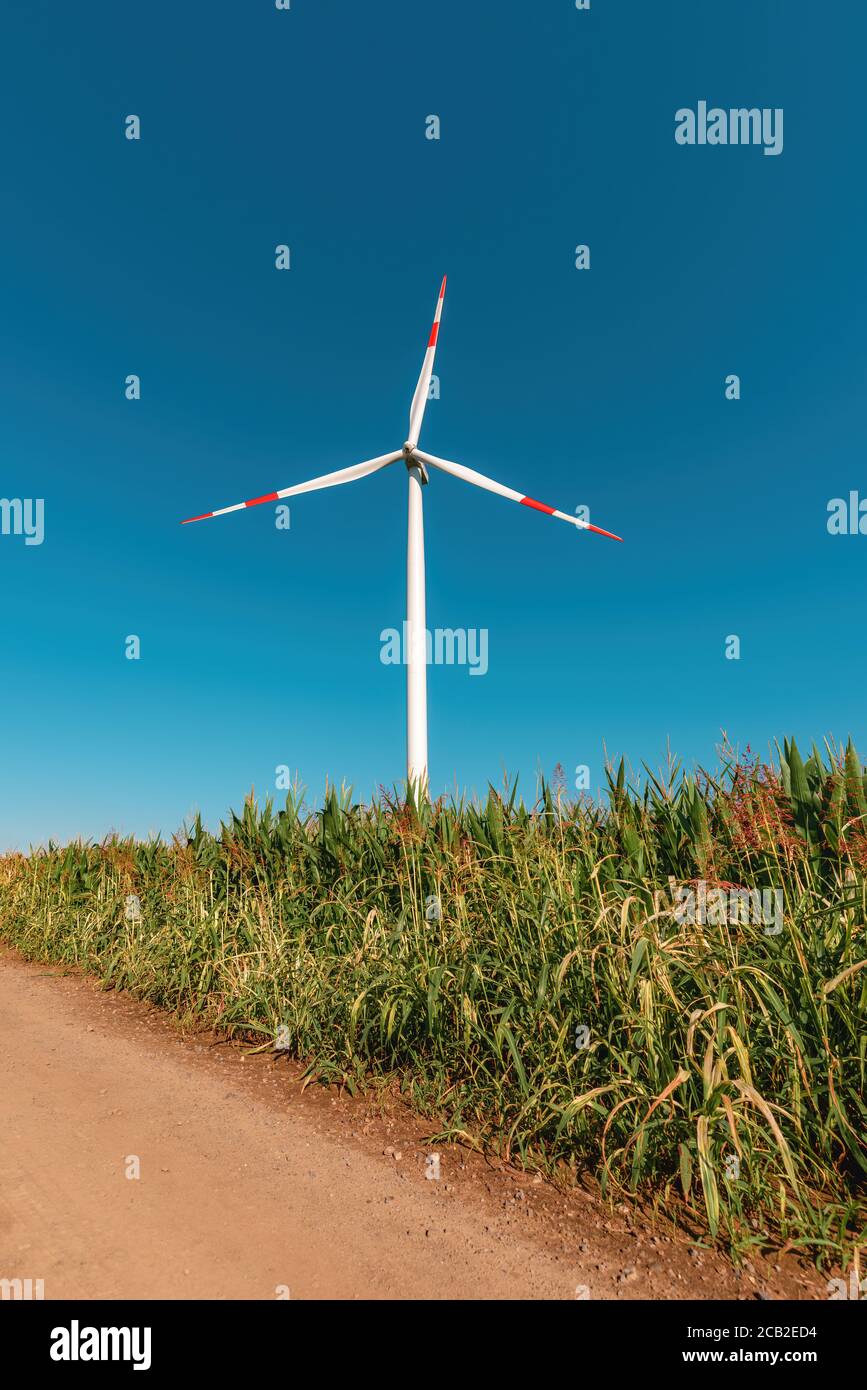 Green energy concept with wind turbines in cultivated agricultural corn ...