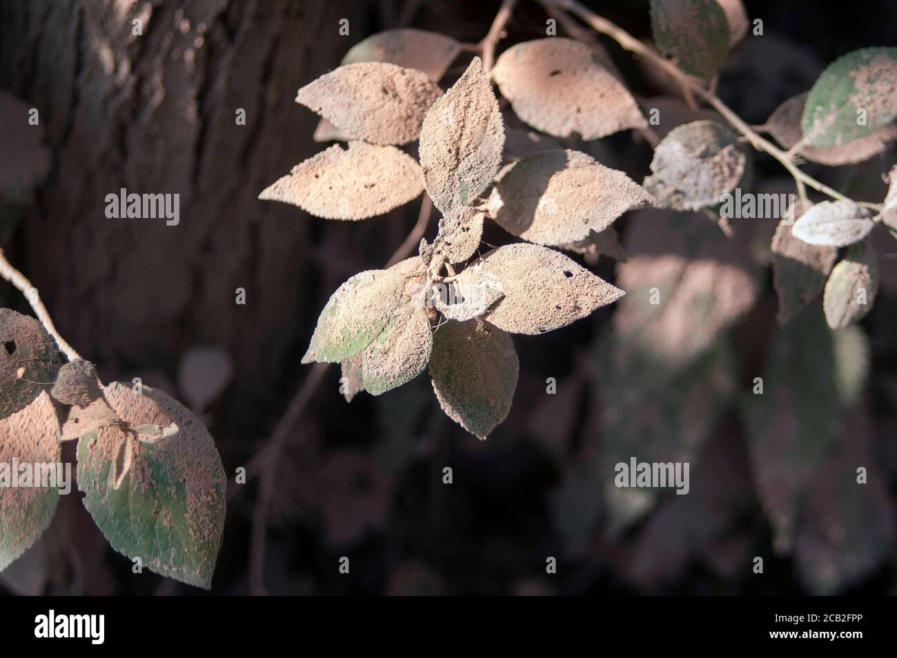 Tree leaves covered with dust, outdoor macro shot Stock Photo - Alamy