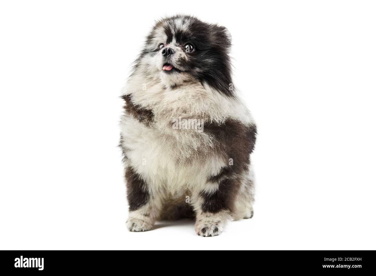 Merle Pomeranian puppy Spitz, isolated. Cute pomeranian merle color ...