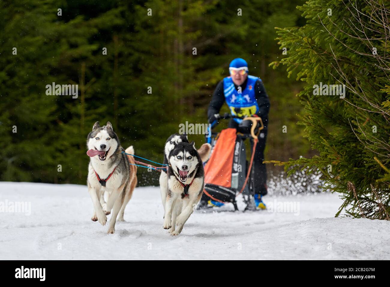 Husky sled dog racing. Winter dog sport sled team competition. Siberian ...