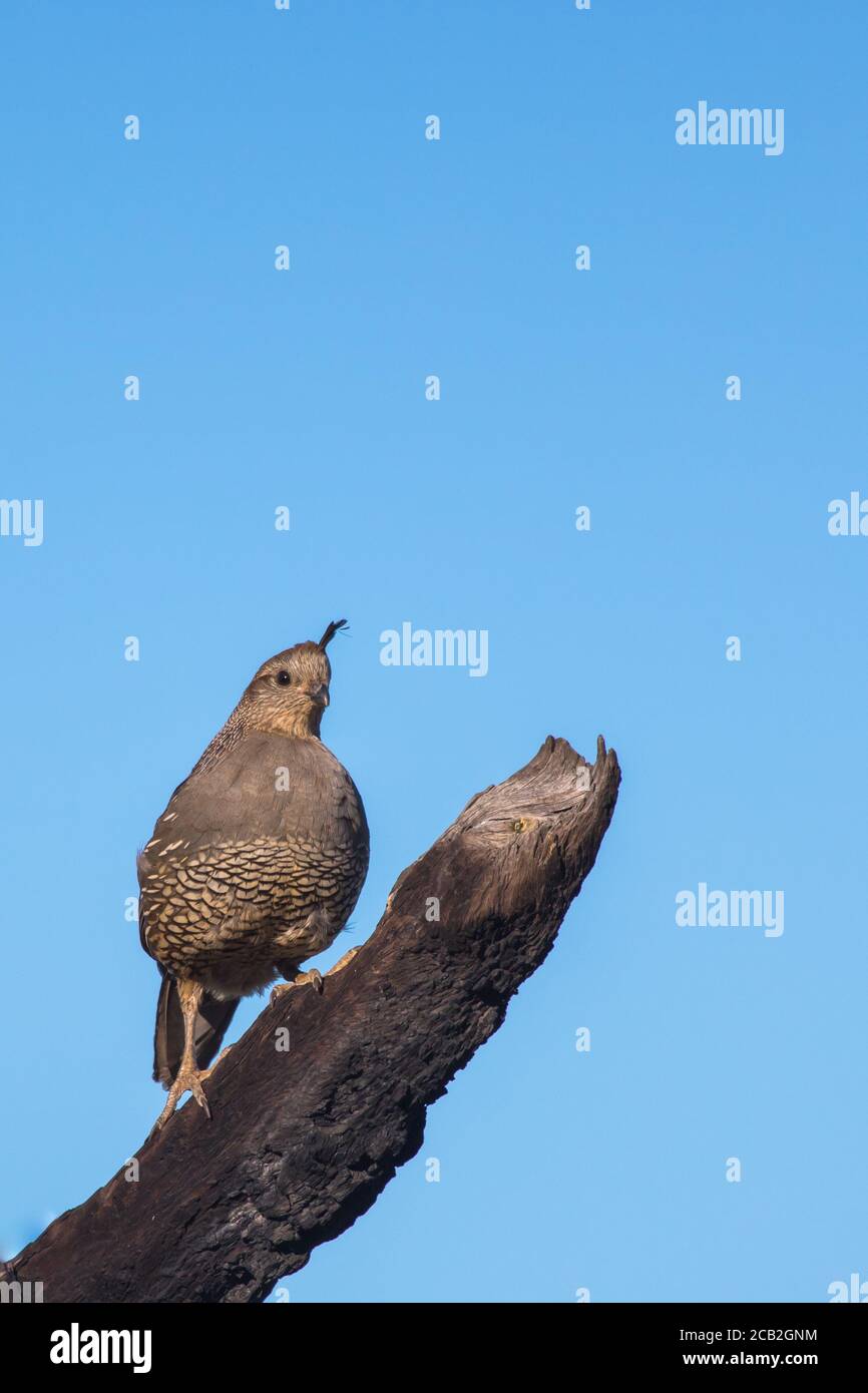Young California Quail ( Callipepla californica ) sitting on a branch ...