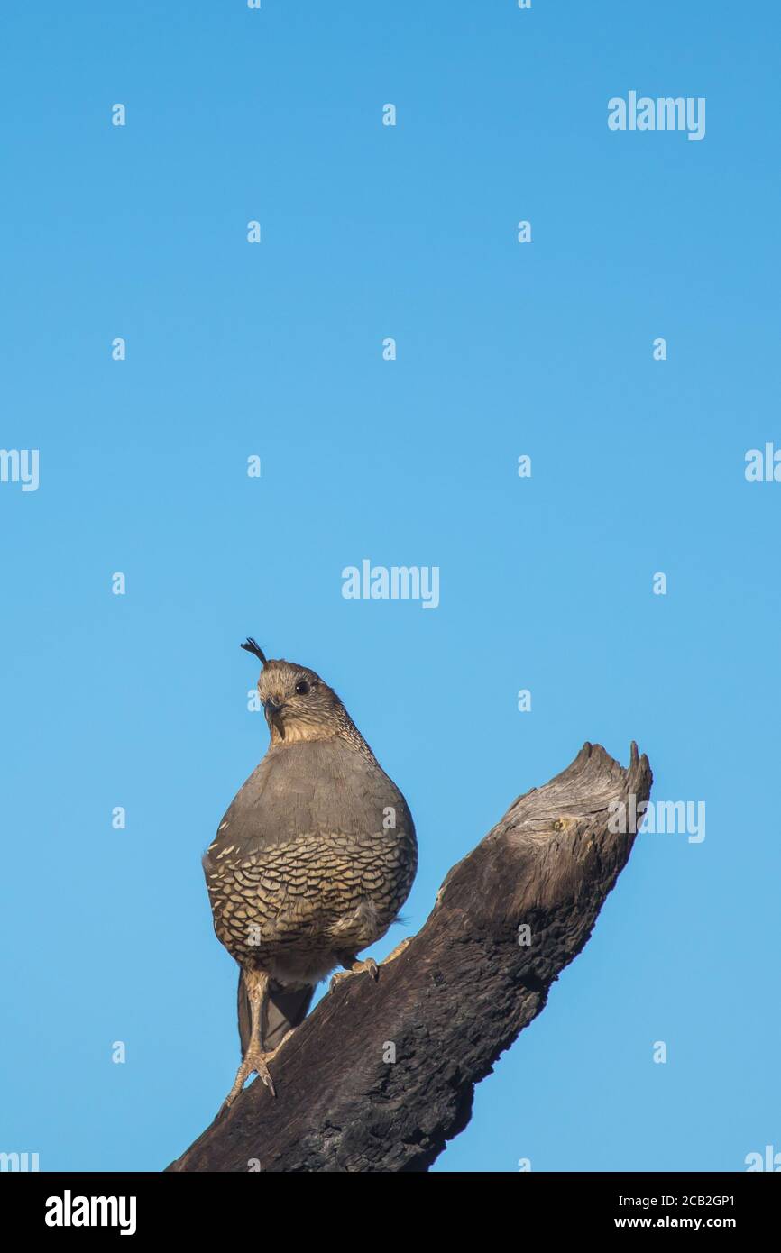 California native birds hi-res stock photography and images - Alamy