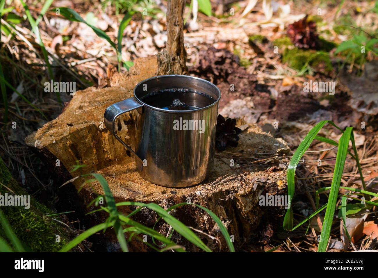 a mug of tea on an old stump with moss and cones Stock Photo - Alamy