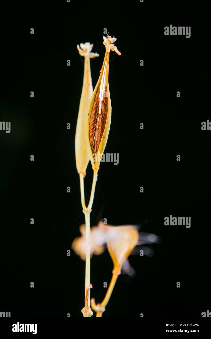 Seed pod opening hi-res stock photography and images - Alamy