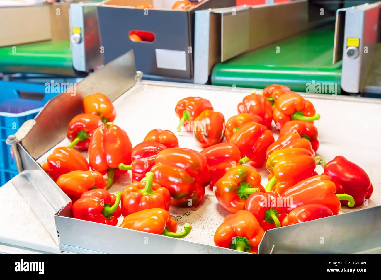Sorting of red bell peppers on a conveyor belt during harvest Stock ...