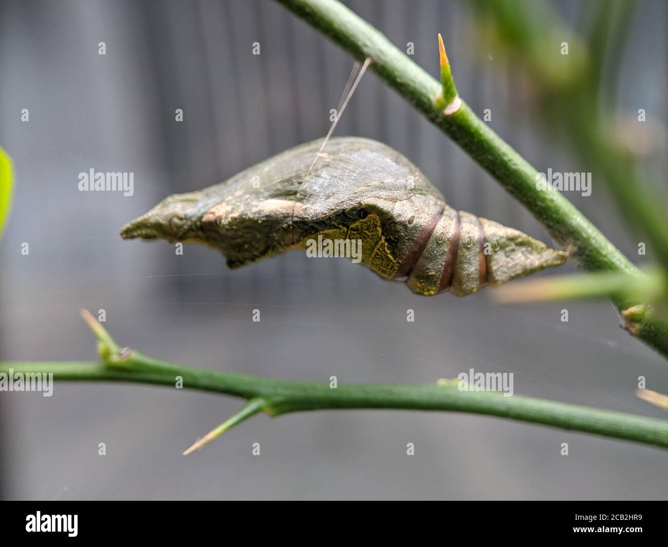 Monarch butterfly with cocoons hi-res stock photography and images - Alamy