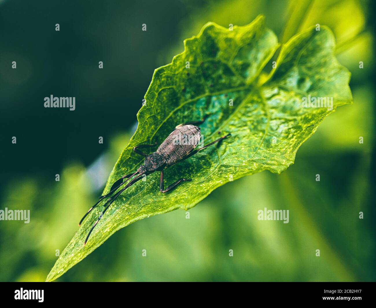Insect lens hi-res stock photography and images - Alamy