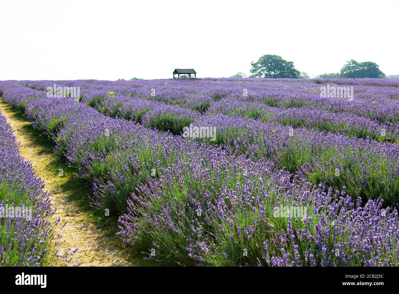 Lavender deep blue field plant hi-res stock photography and images - Alamy
