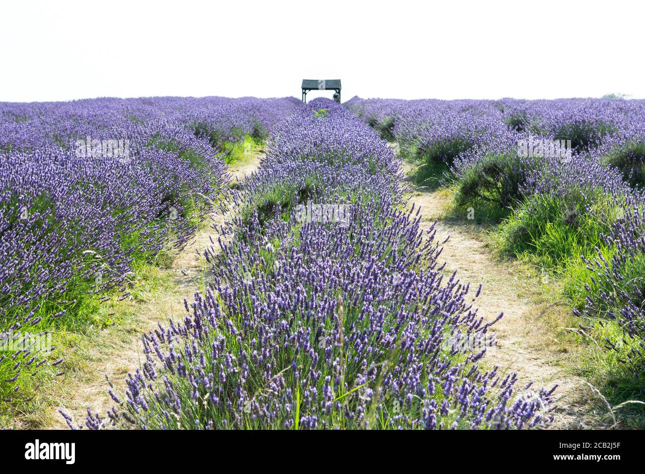 Beautiful detail lavender field hi-res stock photography and images - Alamy