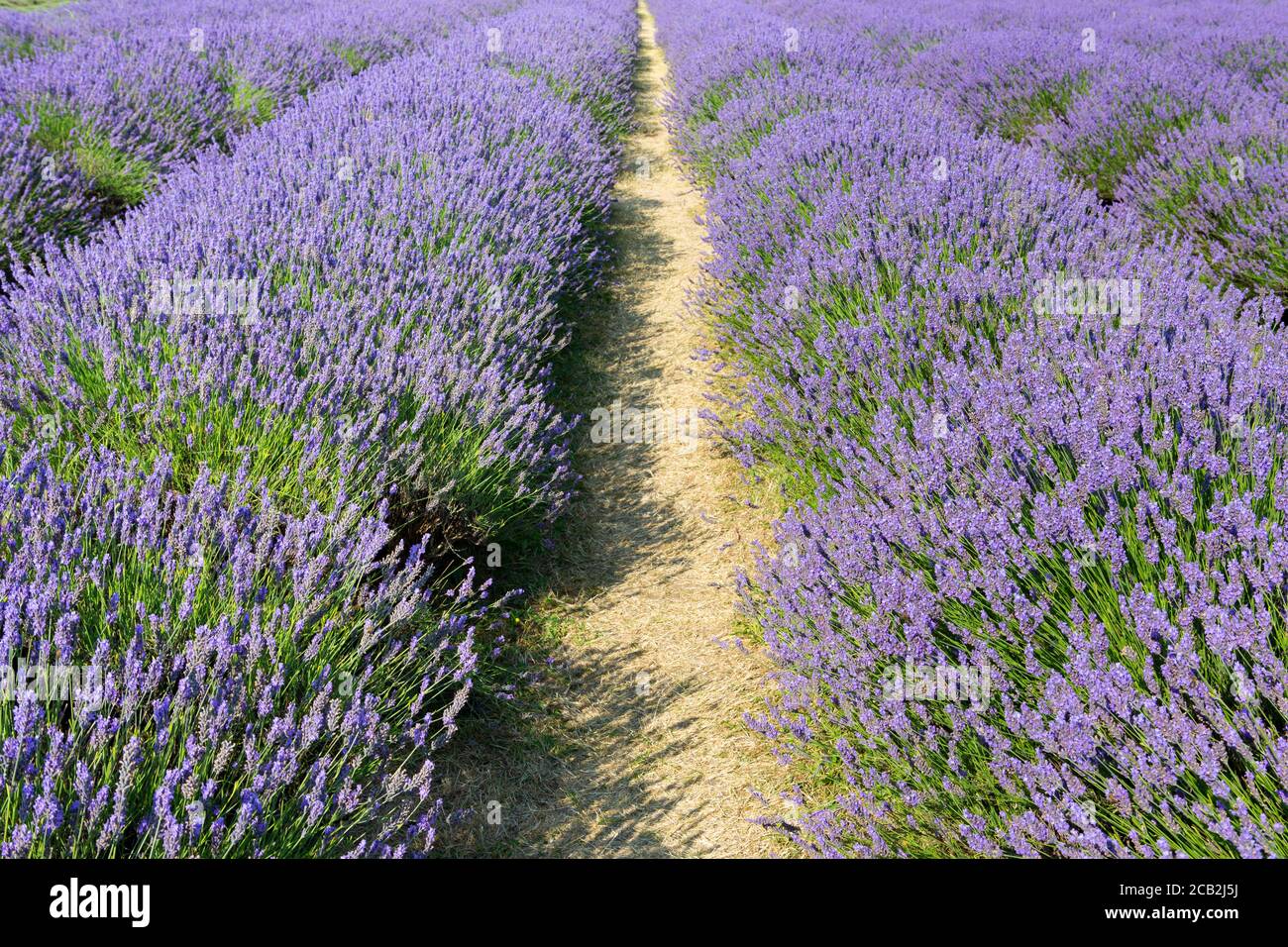Lavender deep blue field plant hi-res stock photography and images - Alamy