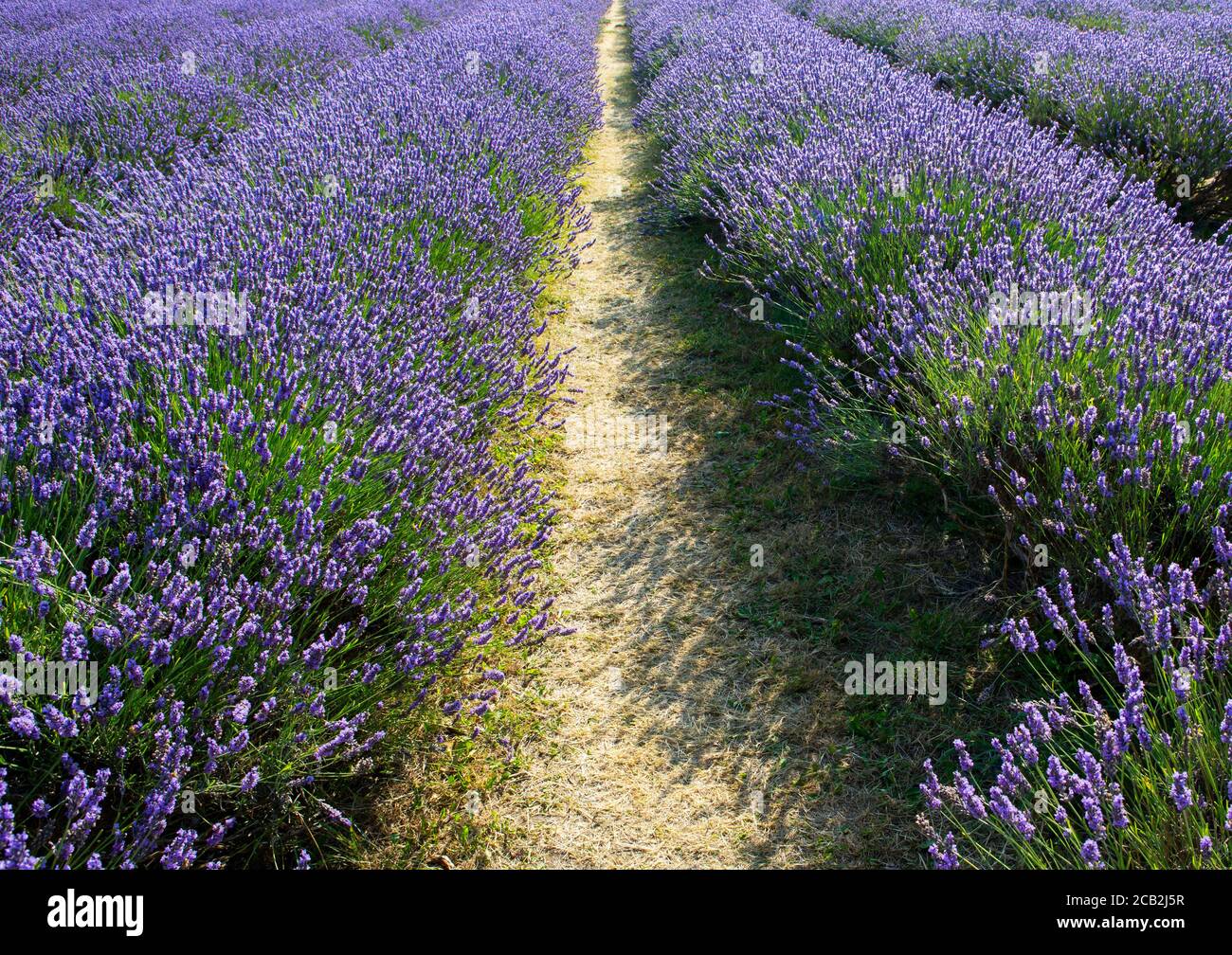 Lavender deep blue field plant hi-res stock photography and images - Alamy
