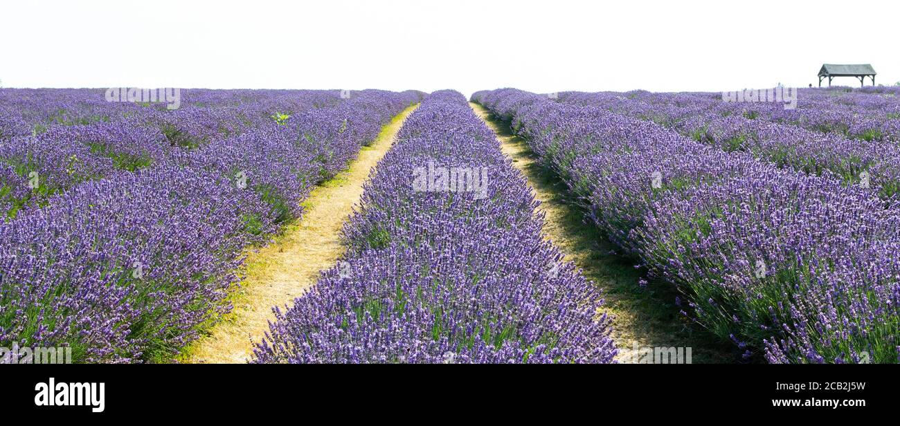 Beautiful detail lavender field hi-res stock photography and images - Alamy