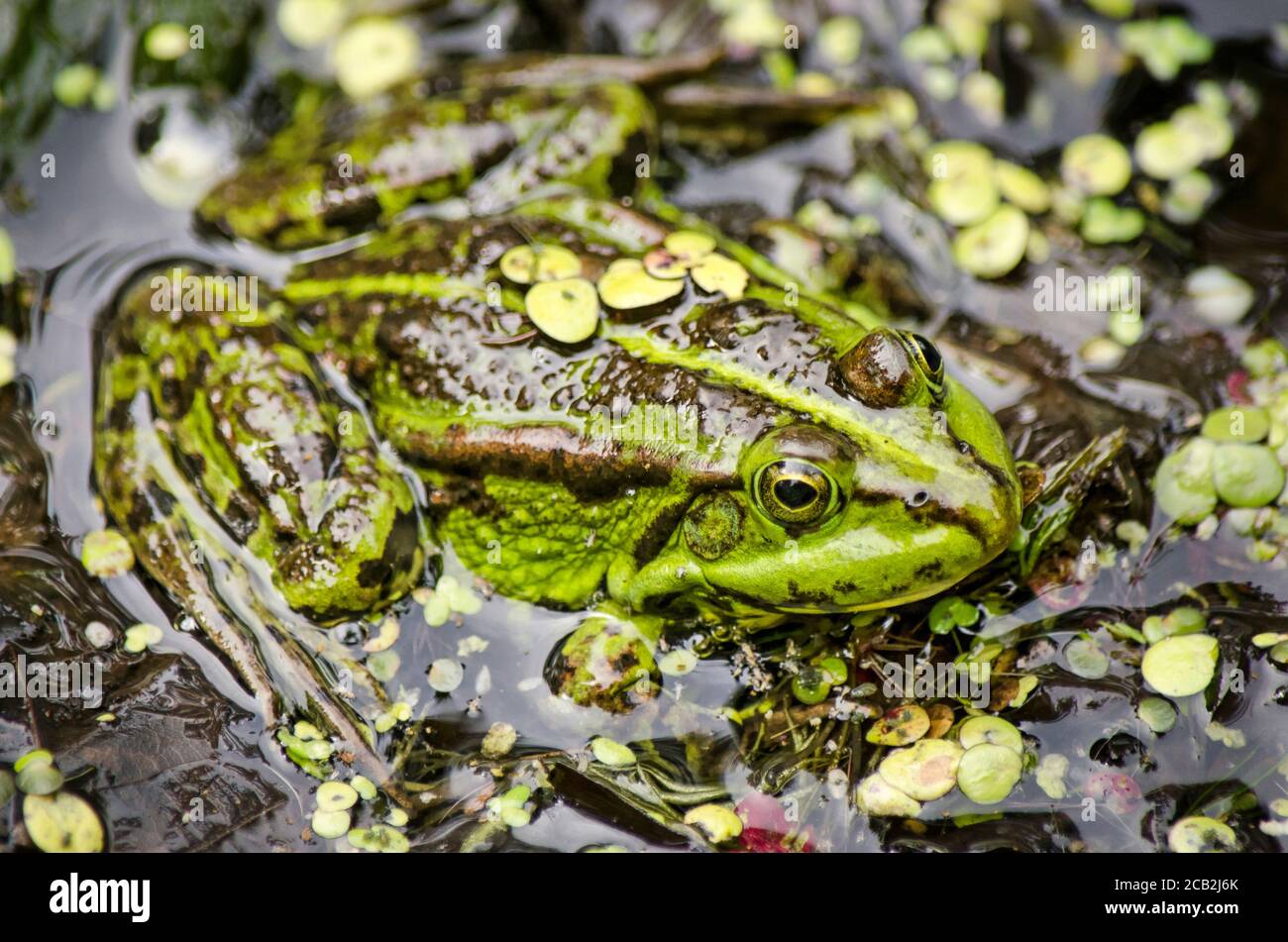 Full body close-up of a frog in a pond with duckweed and other water ...