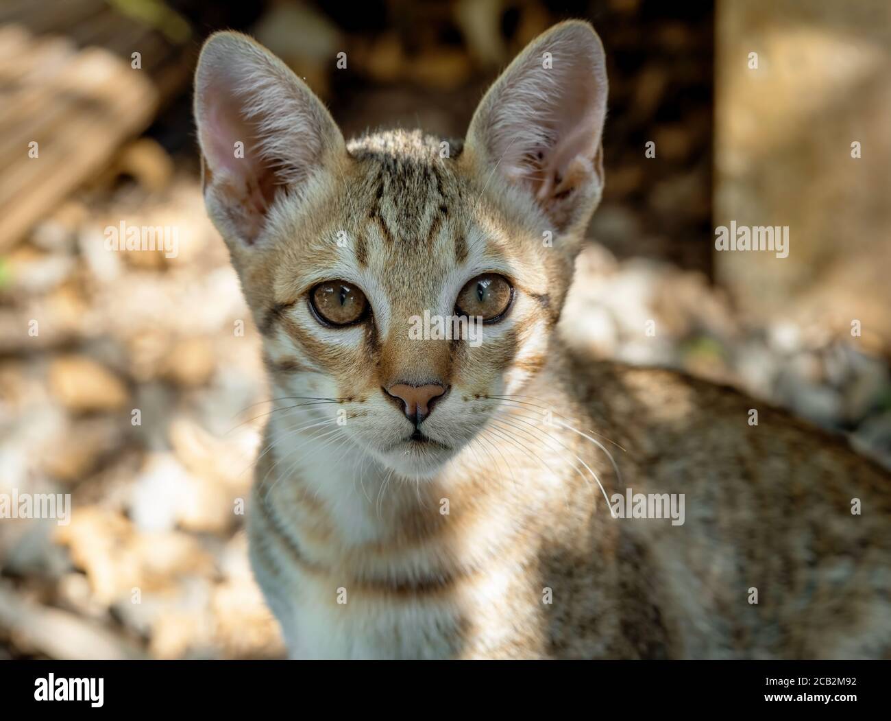 Closeup Face of Tabby Kitten Isolated on Blurry Background Stock Photo ...